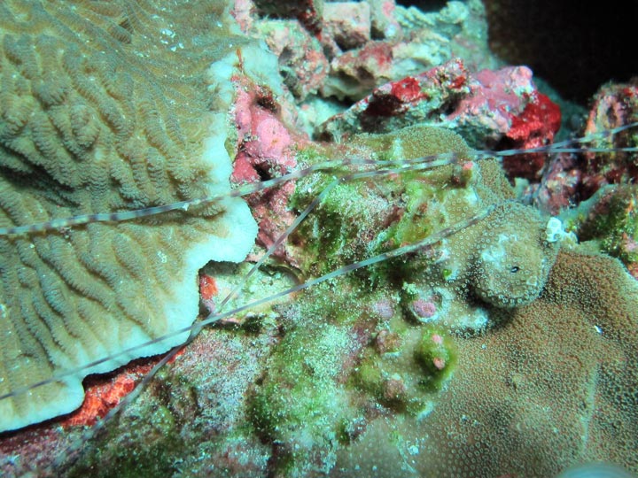 Koh Lanta Diving with Spaghetti Worms - Dive And Relax Koh Lanta
