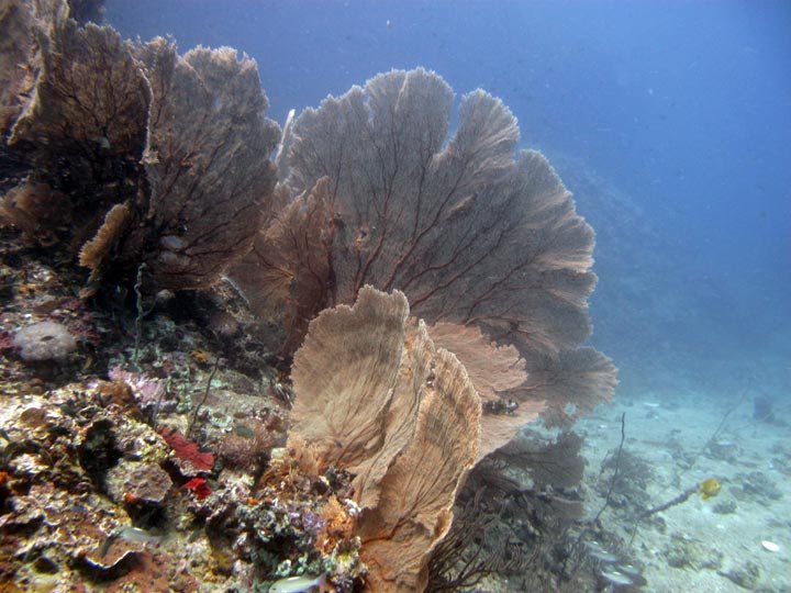 Koh Lanta Diving with Subergorgiidae Giant Fans - Dive And Relax Koh Lanta
