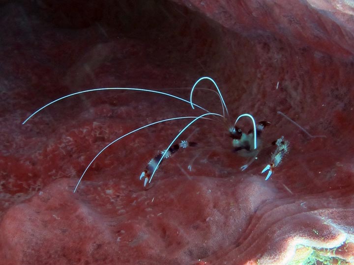 Koh Lanta Diving with Stenopods - Dive And Relax Koh Lanta