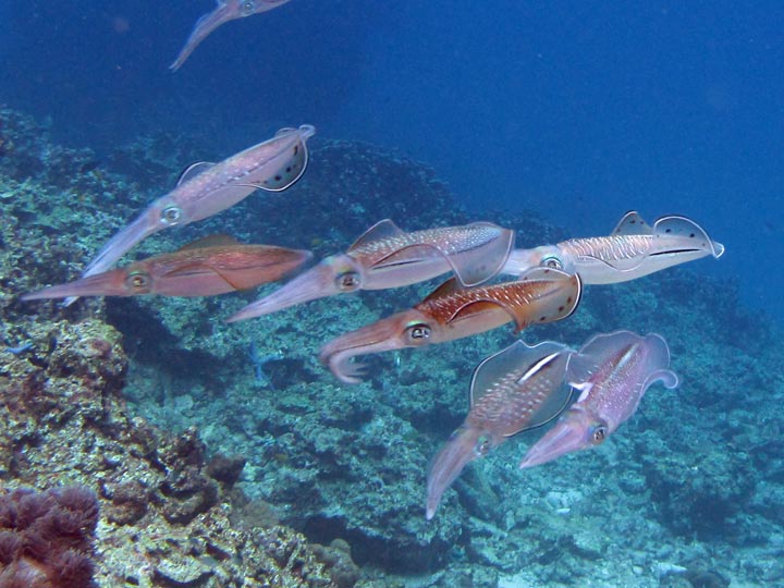 Koh Lanta Diving with Pencil Squids - Dive And Relax Koh Lanta