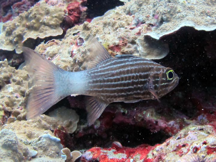 Koh Lanta Diving with Cardinalfishes - Dive And Relax Koh Lanta