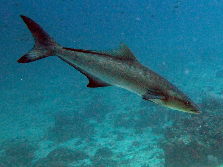 Koh Lanta Diving with Cobia - Dive And Relax Koh Lanta