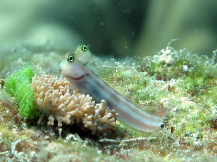 Koh Lanta Diving with Combtooth Blennies - Dive And Relax Koh Lanta
