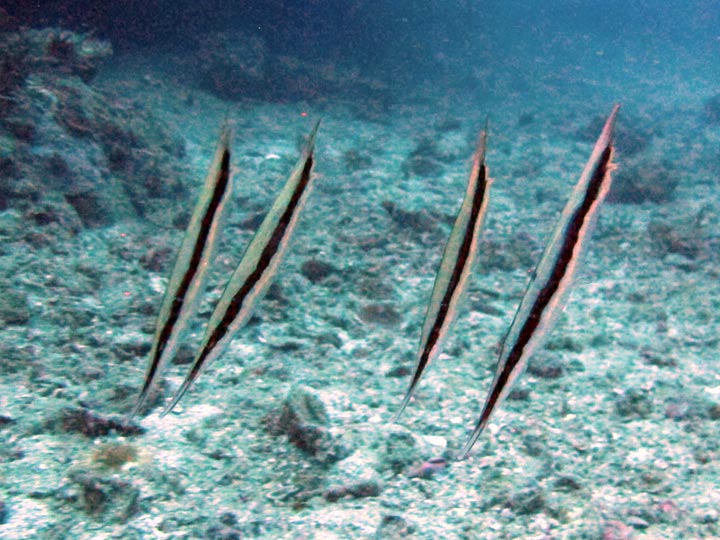 Koh Lanta Diving with Razorfishes - Dive And Relax Koh Lanta