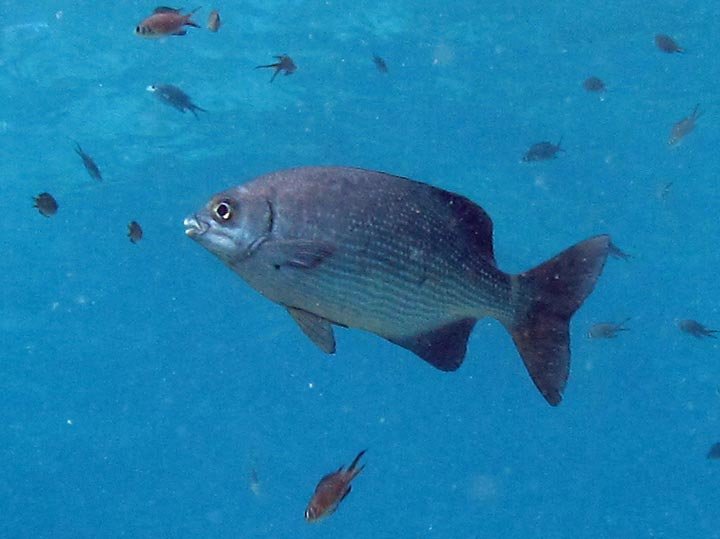 Koh Lanta Diving with Sea Chubs - Dive And Relax Koh Lanta