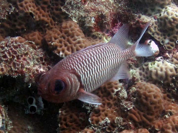 Koh Lanta Diving with Soldierfish and Squirrelfish - Dive And Relax Koh ...