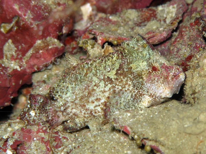 Koh Lanta Diving with Velvetfish - Dive And Relax Koh Lanta