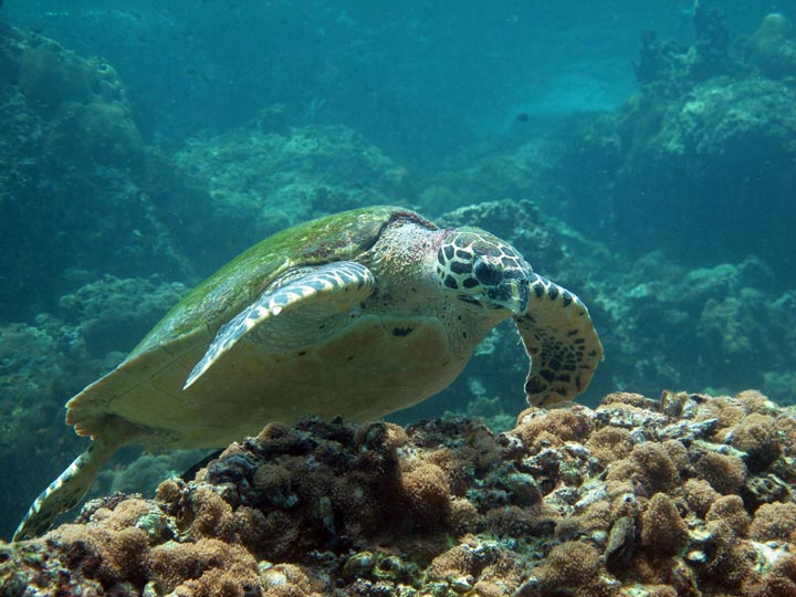 Koh Lanta Diving with Sea Turtles - Dive And Relax Koh Lanta